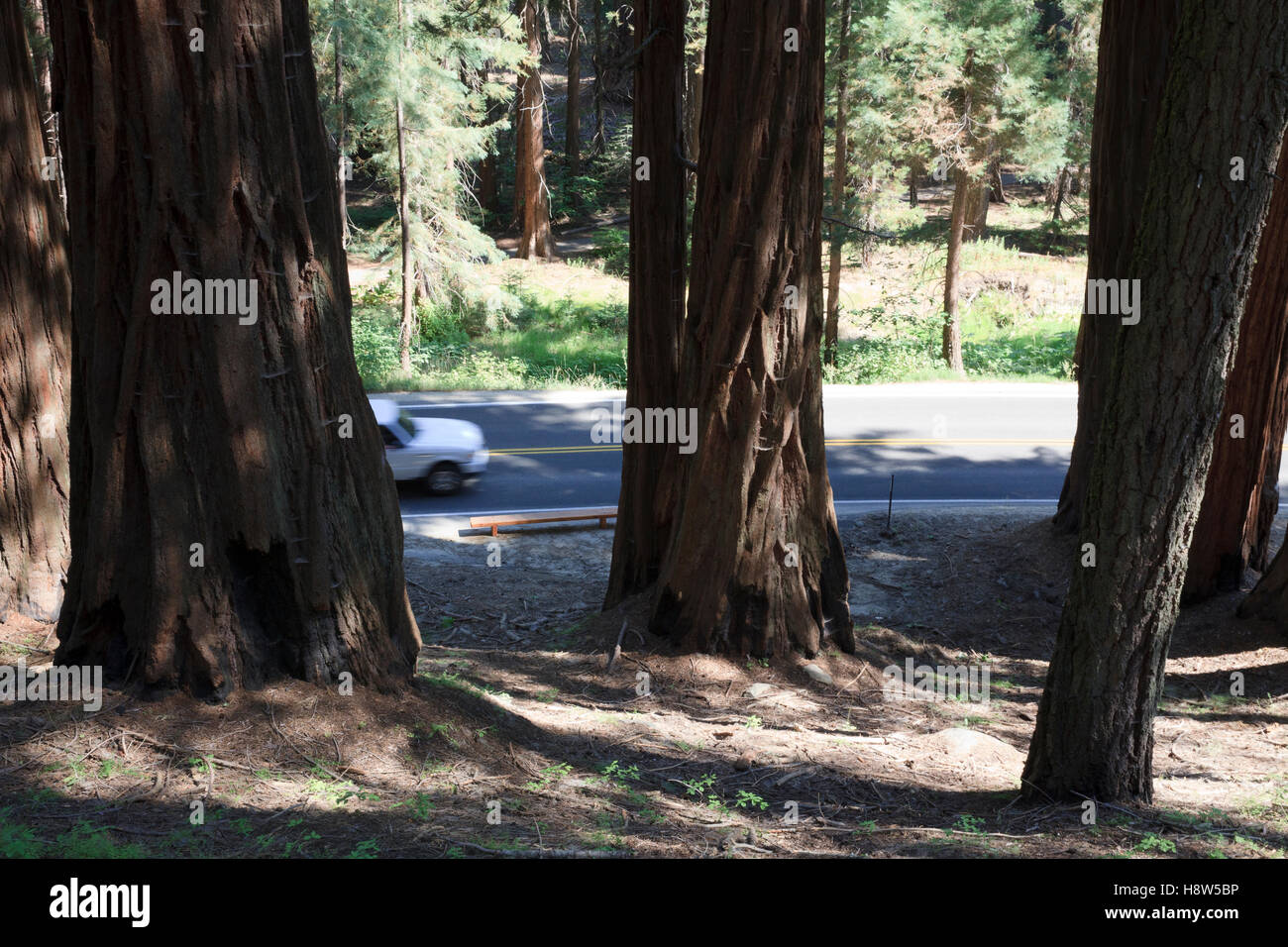 Giant Sequoia (Sequoiadendron giganteum) and spruce tree trunks ...