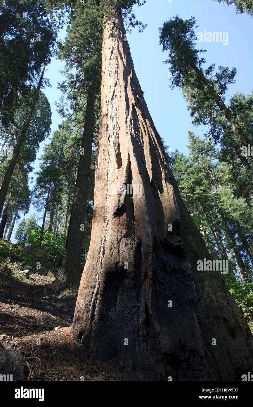 Giant Sequoia (Sequoiadendron giganteum) and spruce tree trunks ...