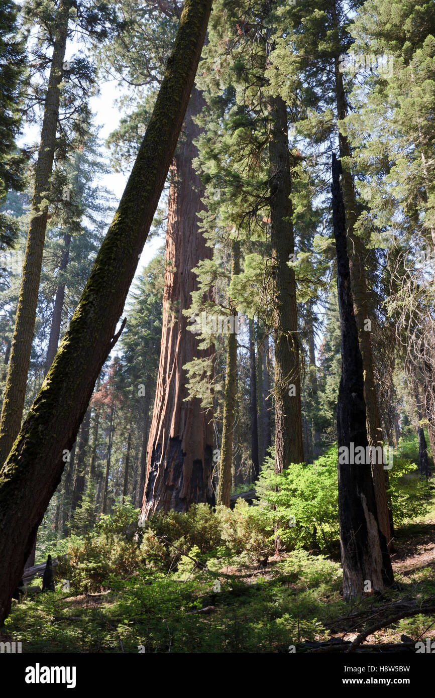 Giant Sequoia (Sequoiadendron giganteum) and spruce tree trunks ...