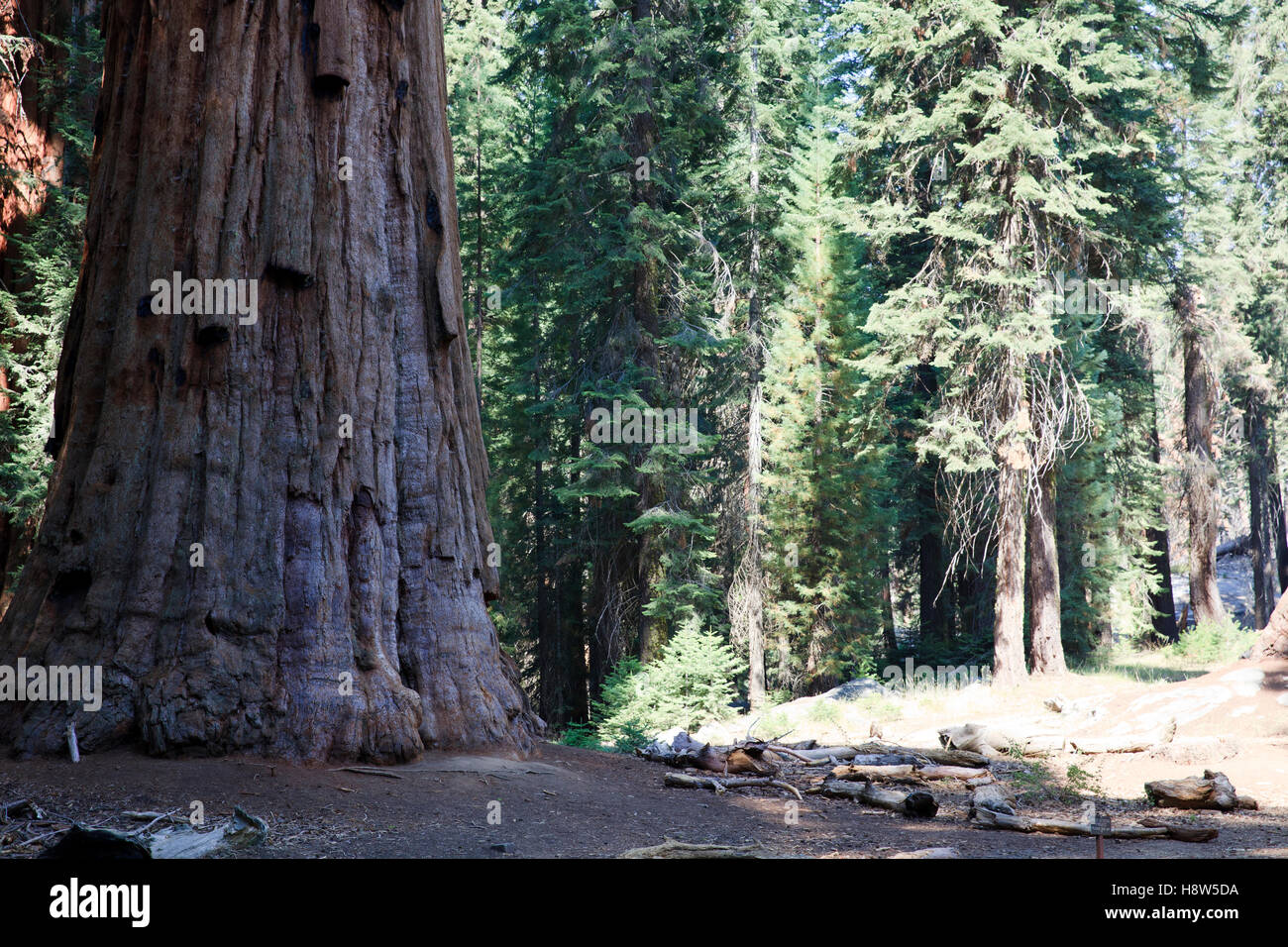 Giant Sequoia (Sequoiadendron giganteum) and spruce tree trunks ...