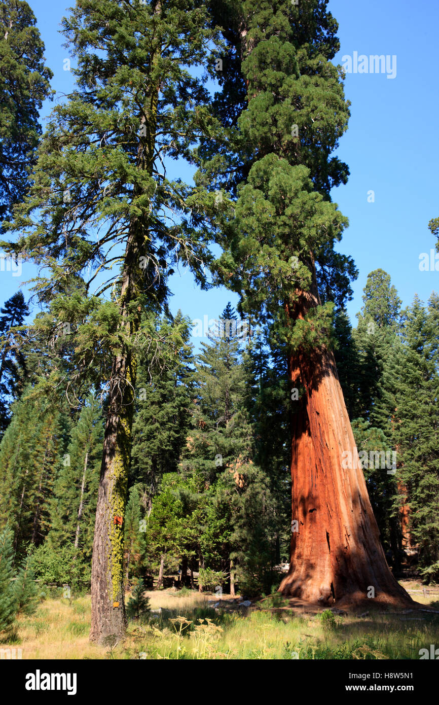 Giant Sequoia (Sequoiadendron giganteum) and spruce tree trunks ...