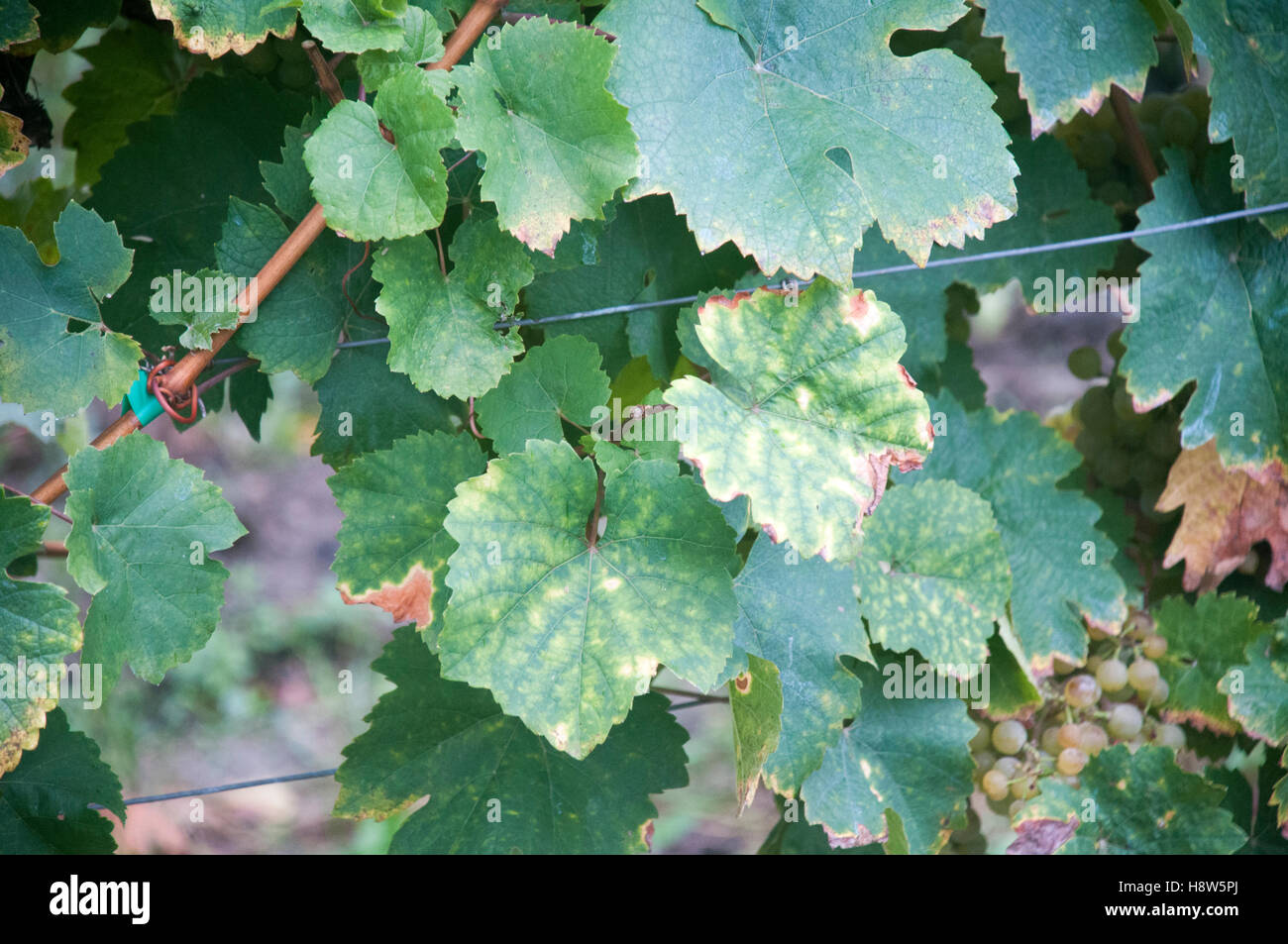 Grape vine disease hi-res stock photography and images - Alamy