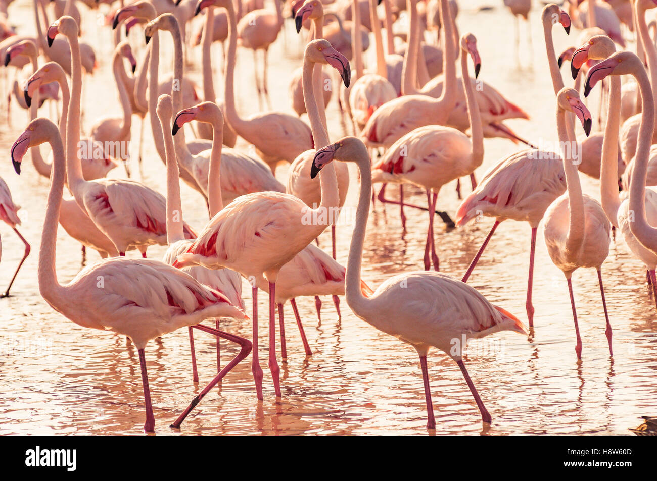 Oiseau de mer sauvage hi-res stock photography and images - Alamy