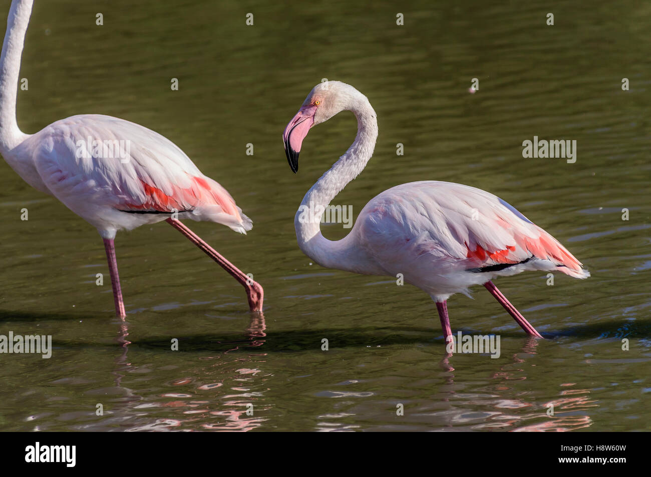 Flamants Roses / Phoenicpterus Ruber Roseus , Pont de Gau, Camargue ...