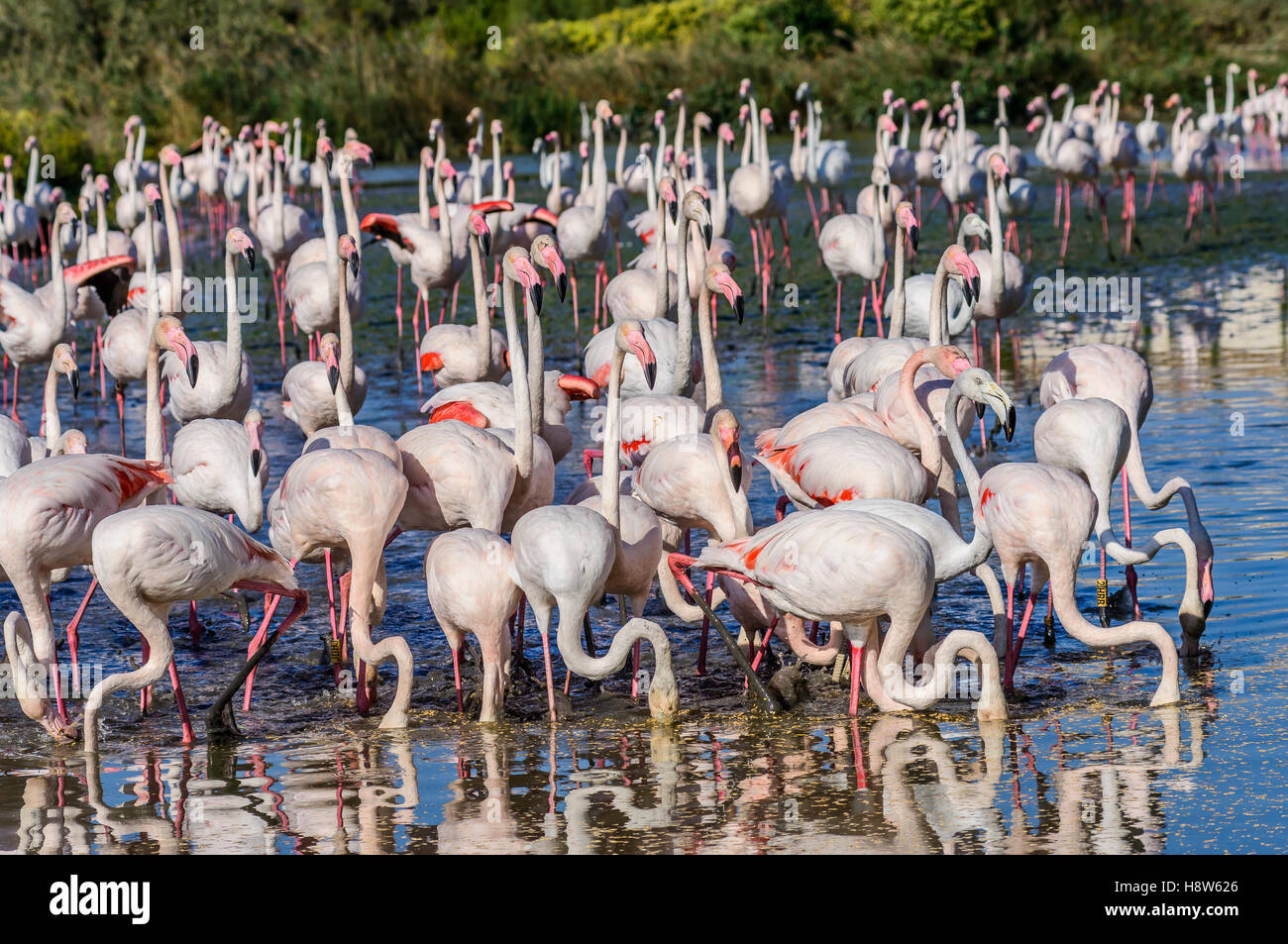 Flamants Roses / Phoenicpterus Ruber Roseus , Pont de Gau, Camargue ...