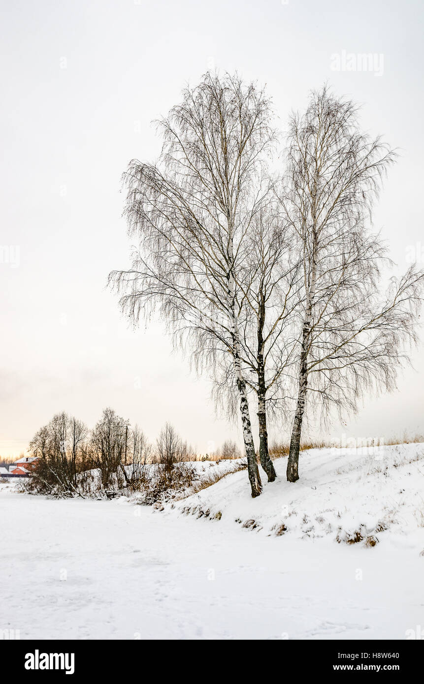 Birch in winter with frosty branches hi-res stock photography and ...