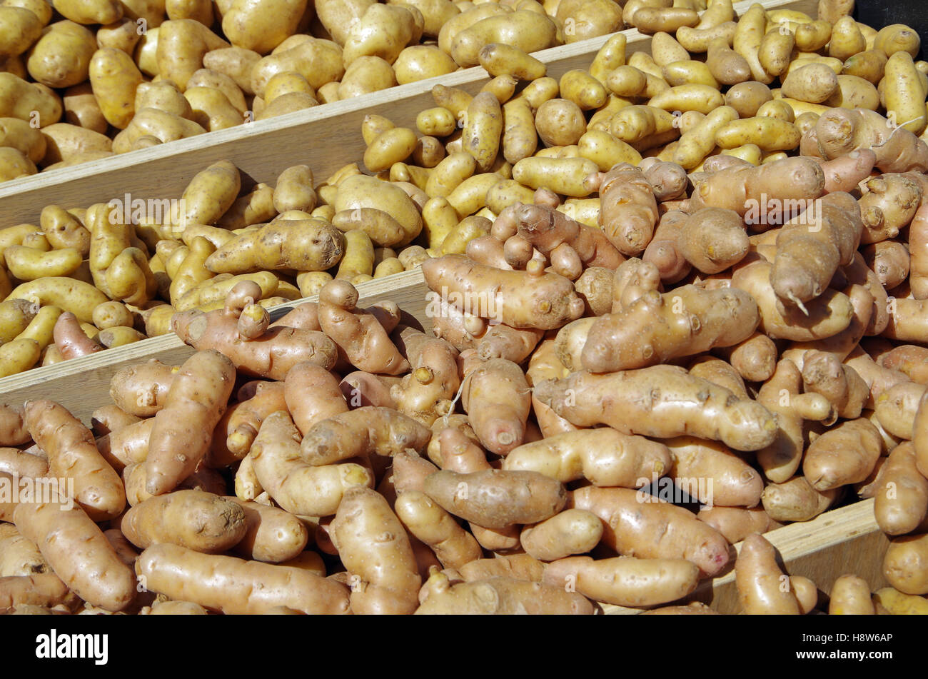 Fingerling potato varieties in wooden crates displayed for market Stock ...