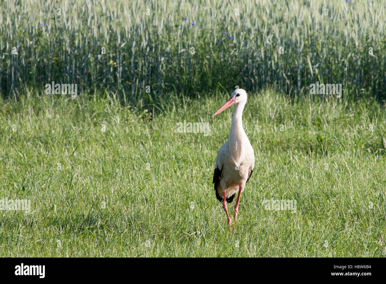 stork on the meadow, spring Stock Photo - Alamy