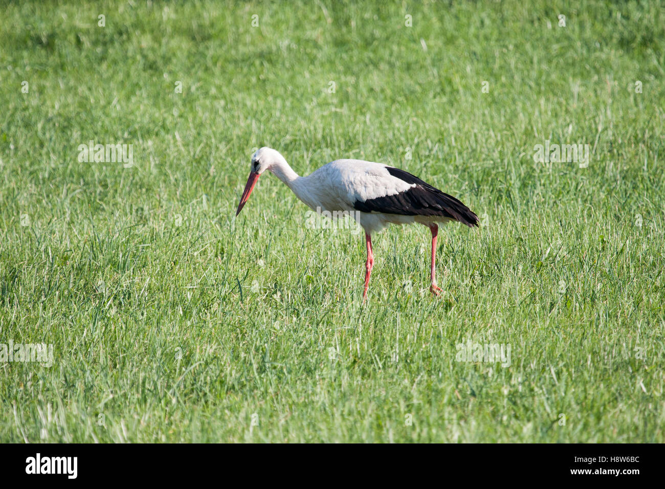 stork on the meadow, spring Stock Photo - Alamy