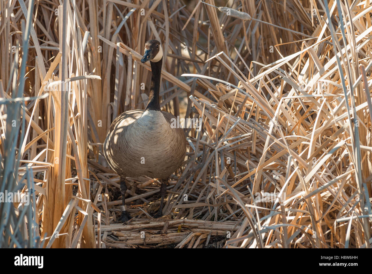 A banded Canada goose, Branta canadensis, standing guard near its ...