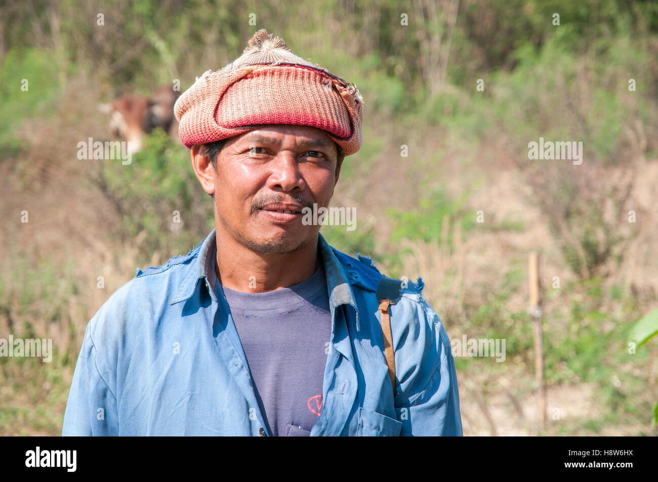 Pineapple farm thailand hi-res stock photography and images - Alamy