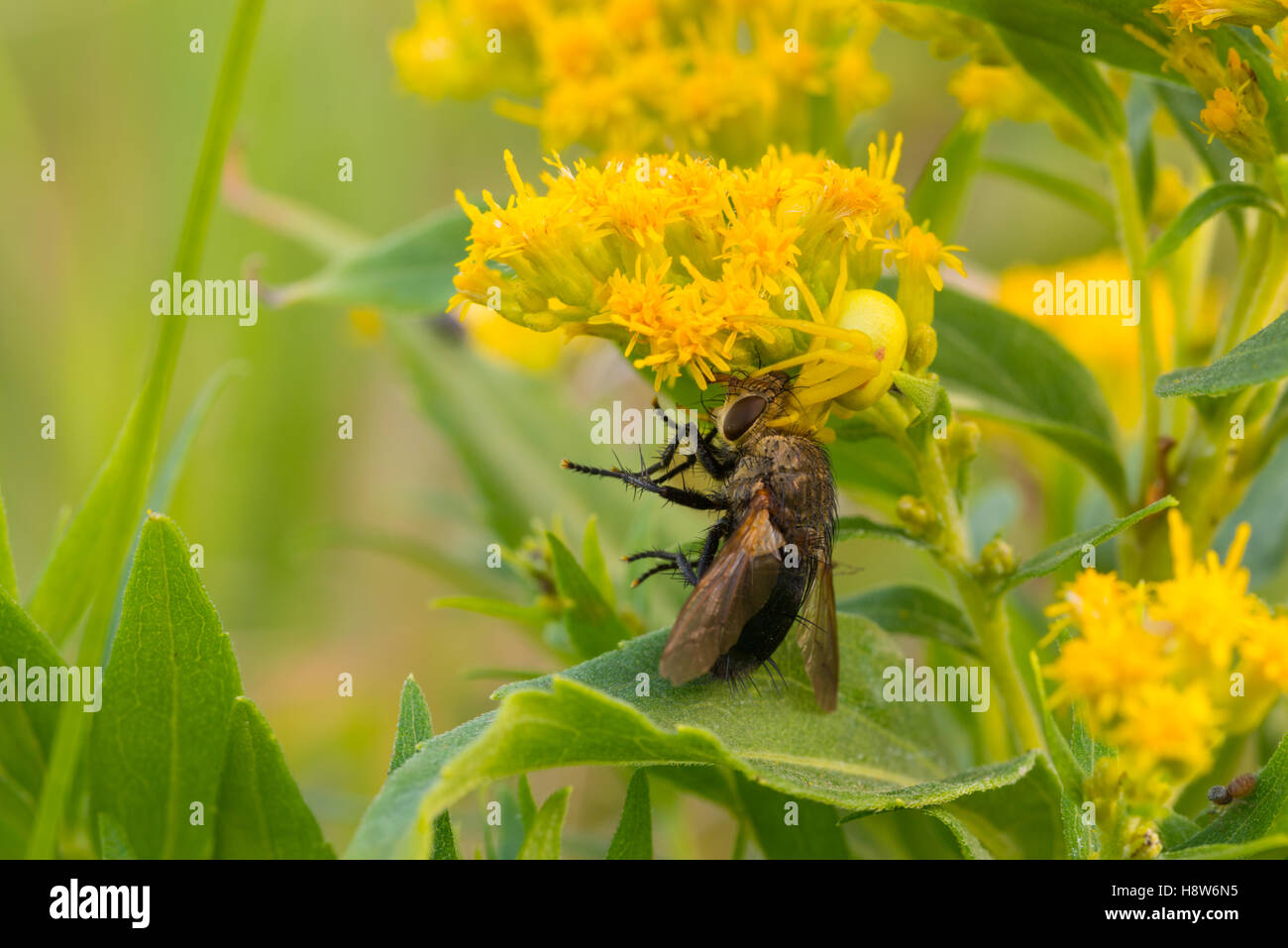 Goldenrod crab spider, Misumena vatia, with a captured fly living in ...