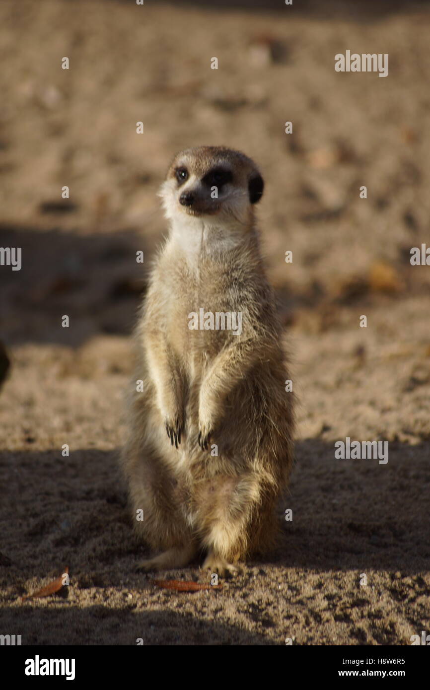 Meerkat in the sun Stock Photo - Alamy