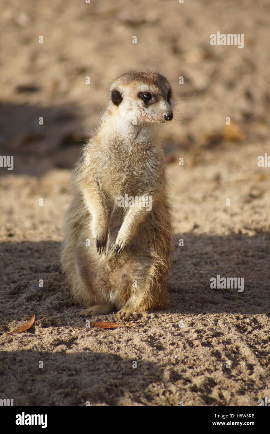 Zoo Animal Meerkat High Resolution Stock Photography and Images - Alamy