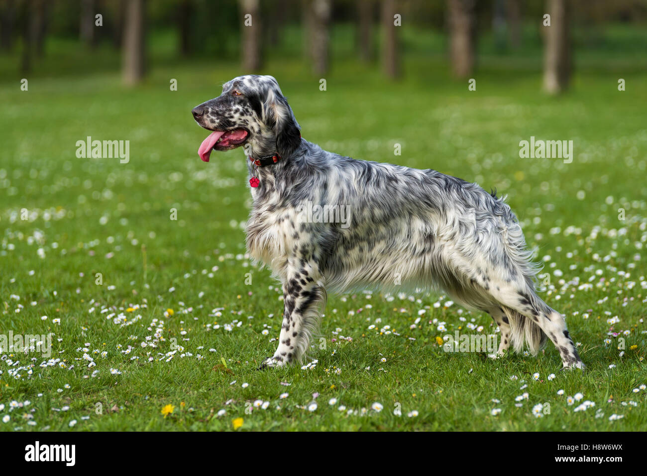 Cute blue belton English Setter dog is standing in a beautiful spring ...