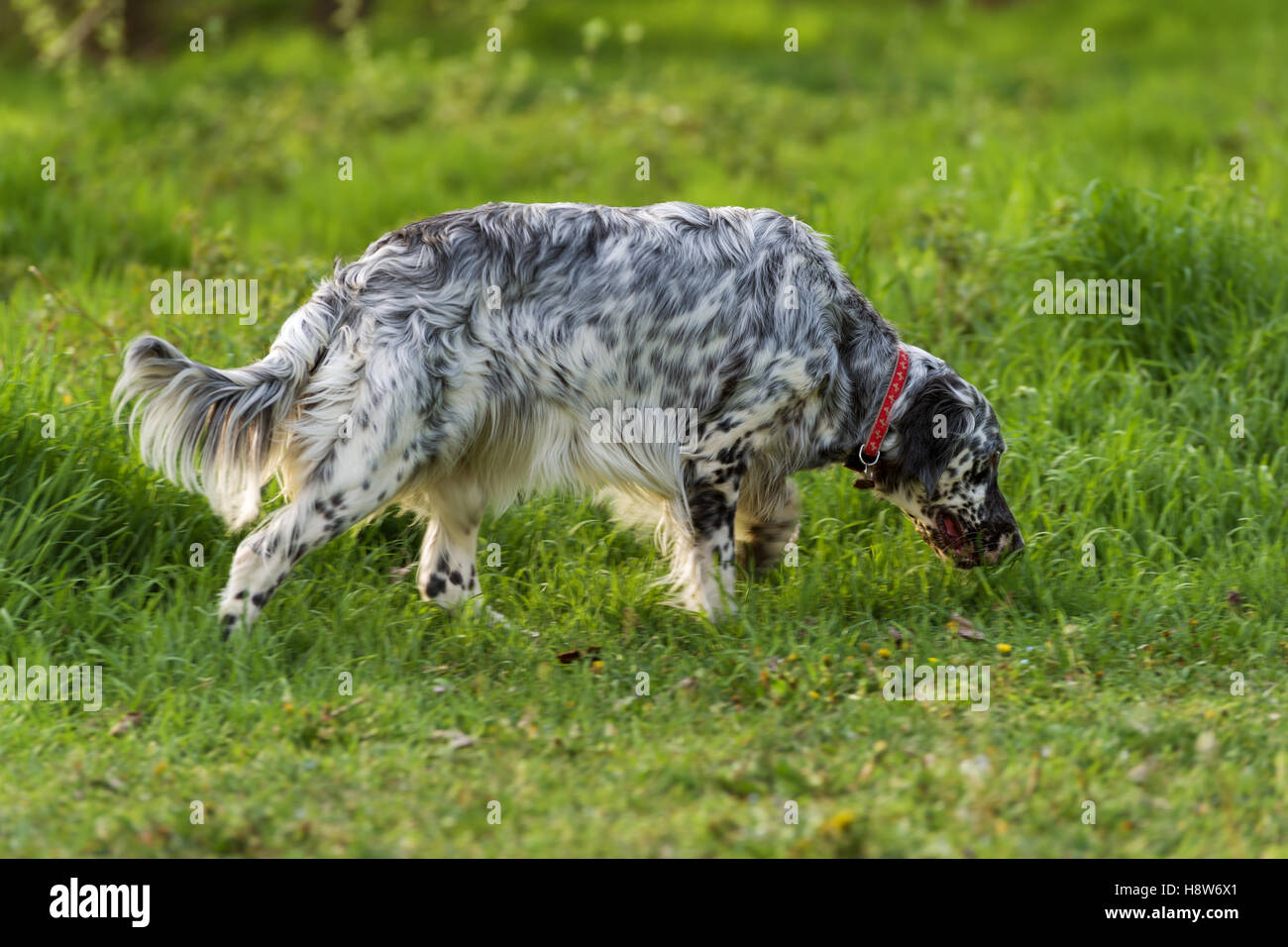 Cute blue belton english setter hi-res stock photography and images - Alamy