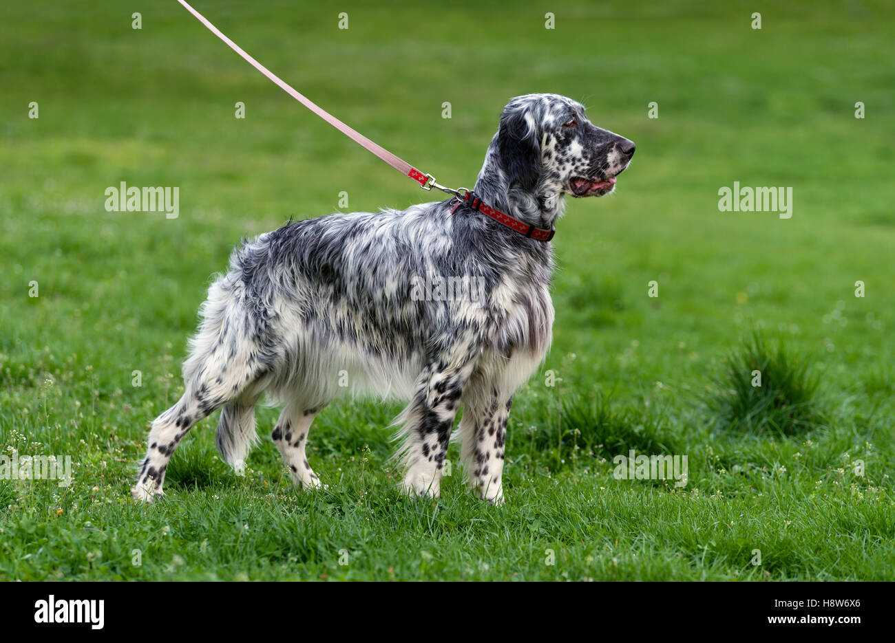 Cute blue belton English Setter dog is standing in a spring flowering ...