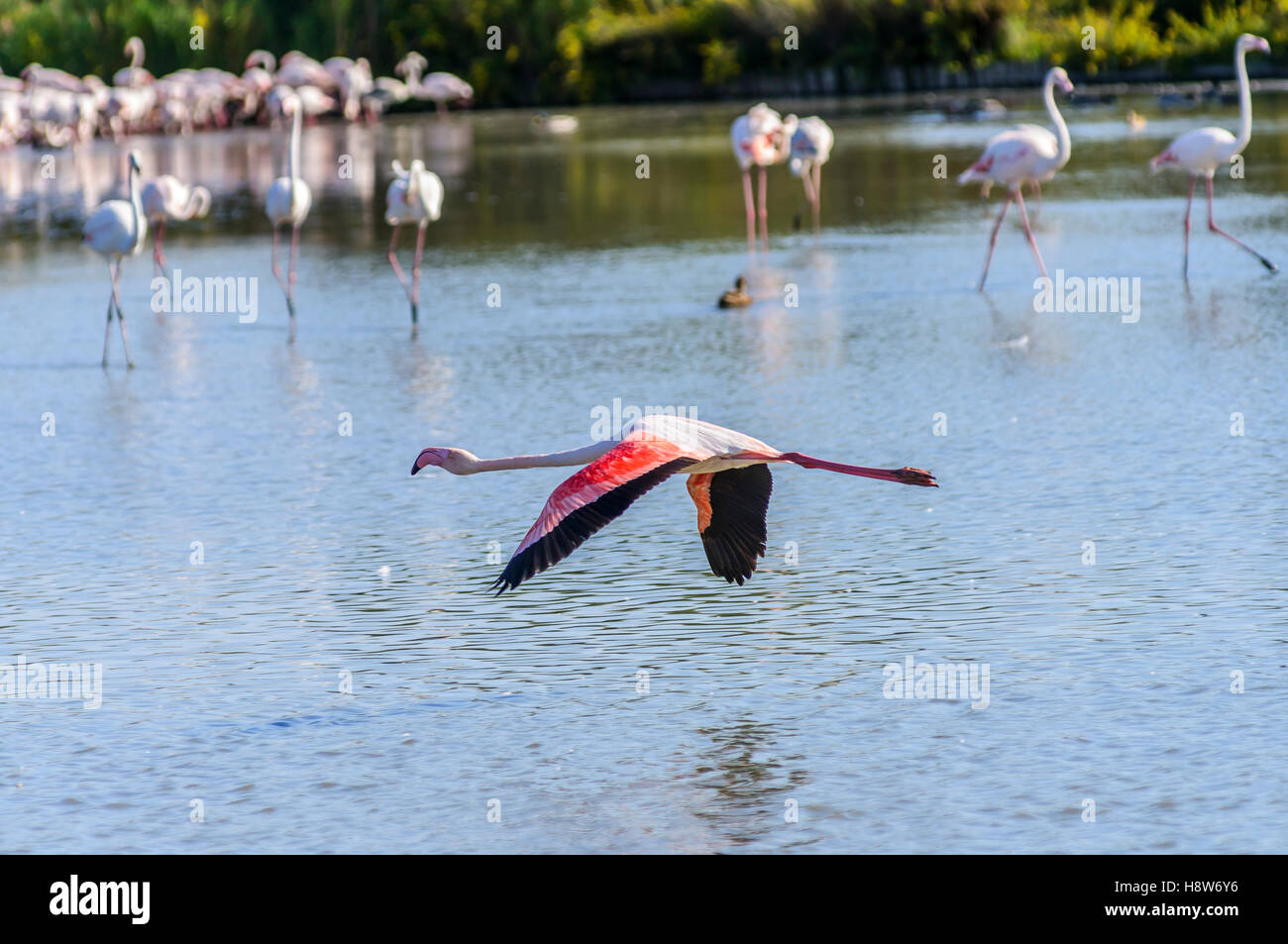 Flamants Roses / Phoenicpterus Ruber Roseus , Pont de Gau, Camargue ...