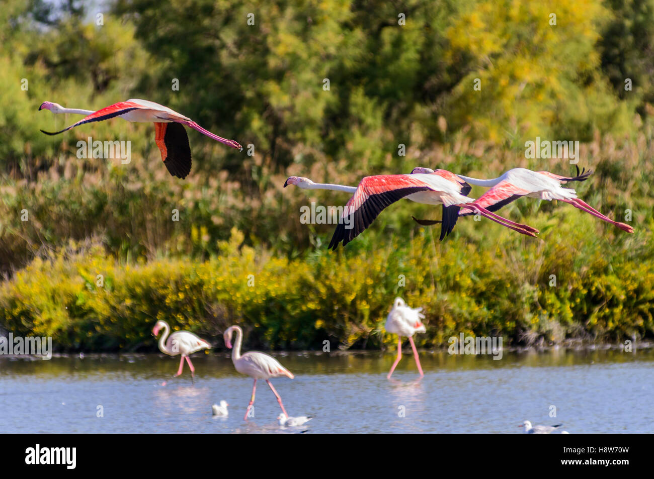 Flamants Roses / Phoenicpterus Ruber Roseus , Pont de Gau, Camargue ...