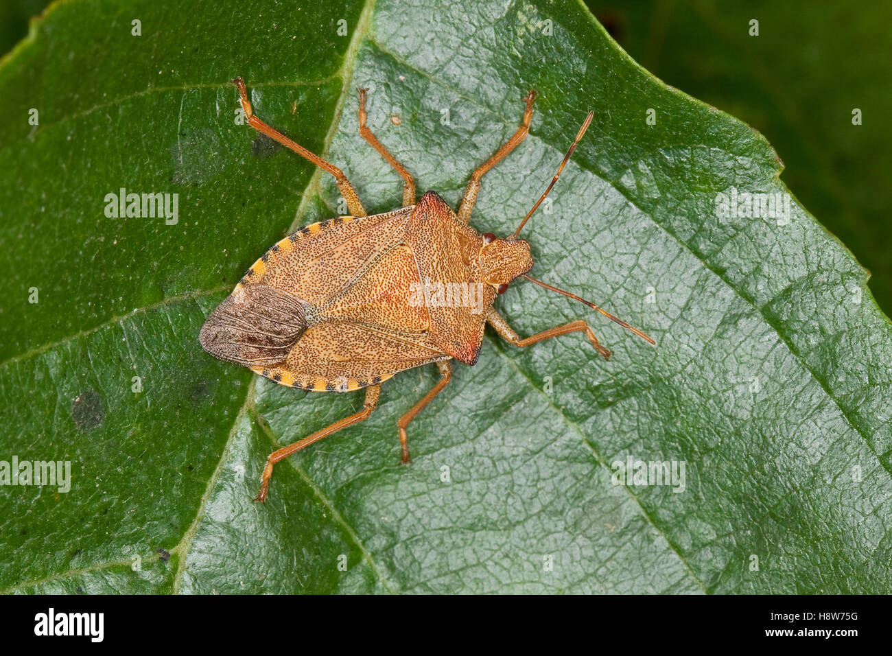Waldwächter, Arma custos, dock leaf bug, dock leaf-bug, Baumwanze ...