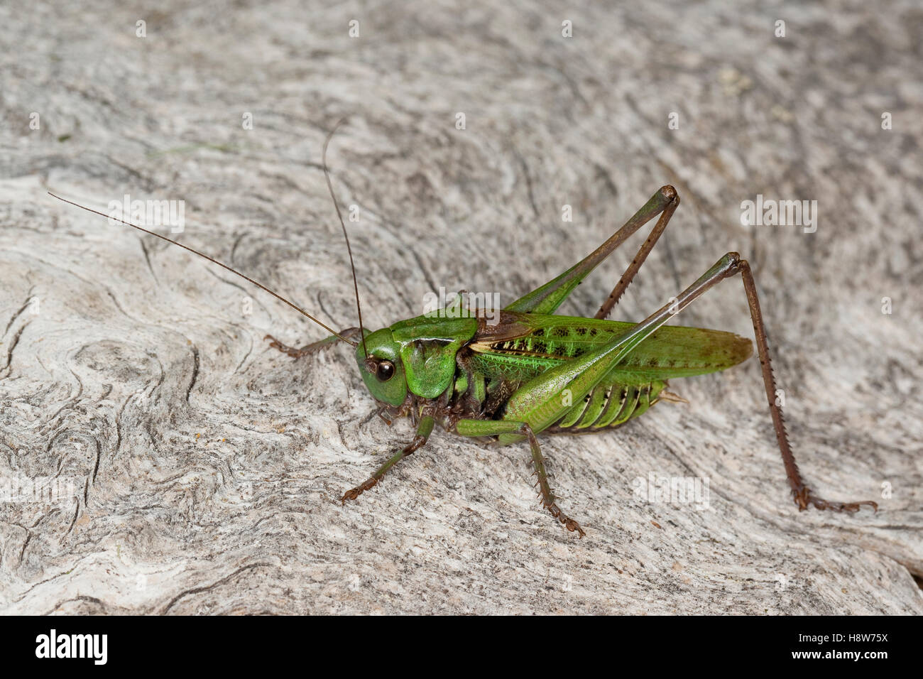Warzenbeißer, Warzenbeisser, Männchen, Decticus verrucivorus, wart ...