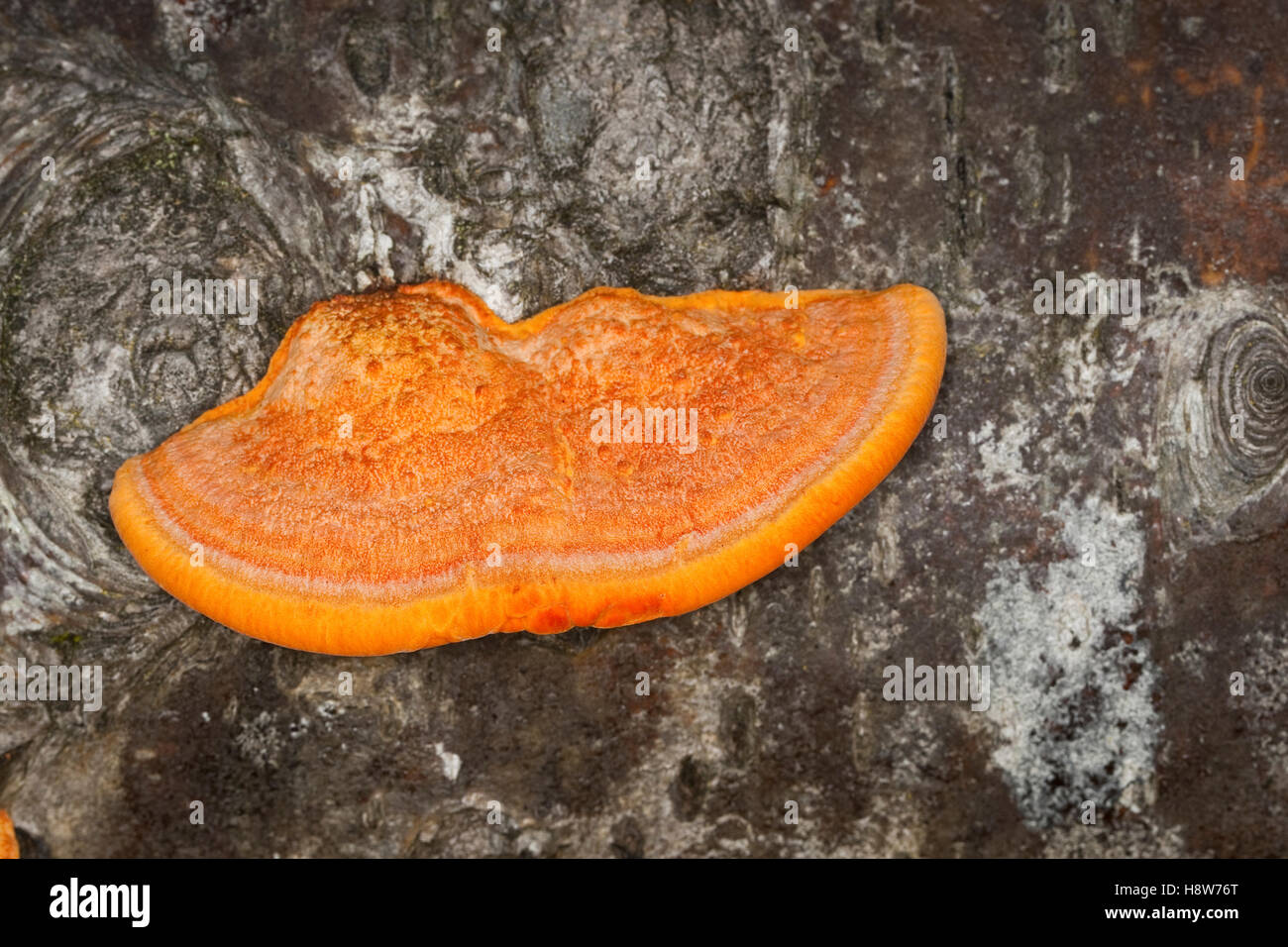 Zinnober-Tramete, Zinnobertramete, Zinnoberrote Tramete, Nördlicher ...