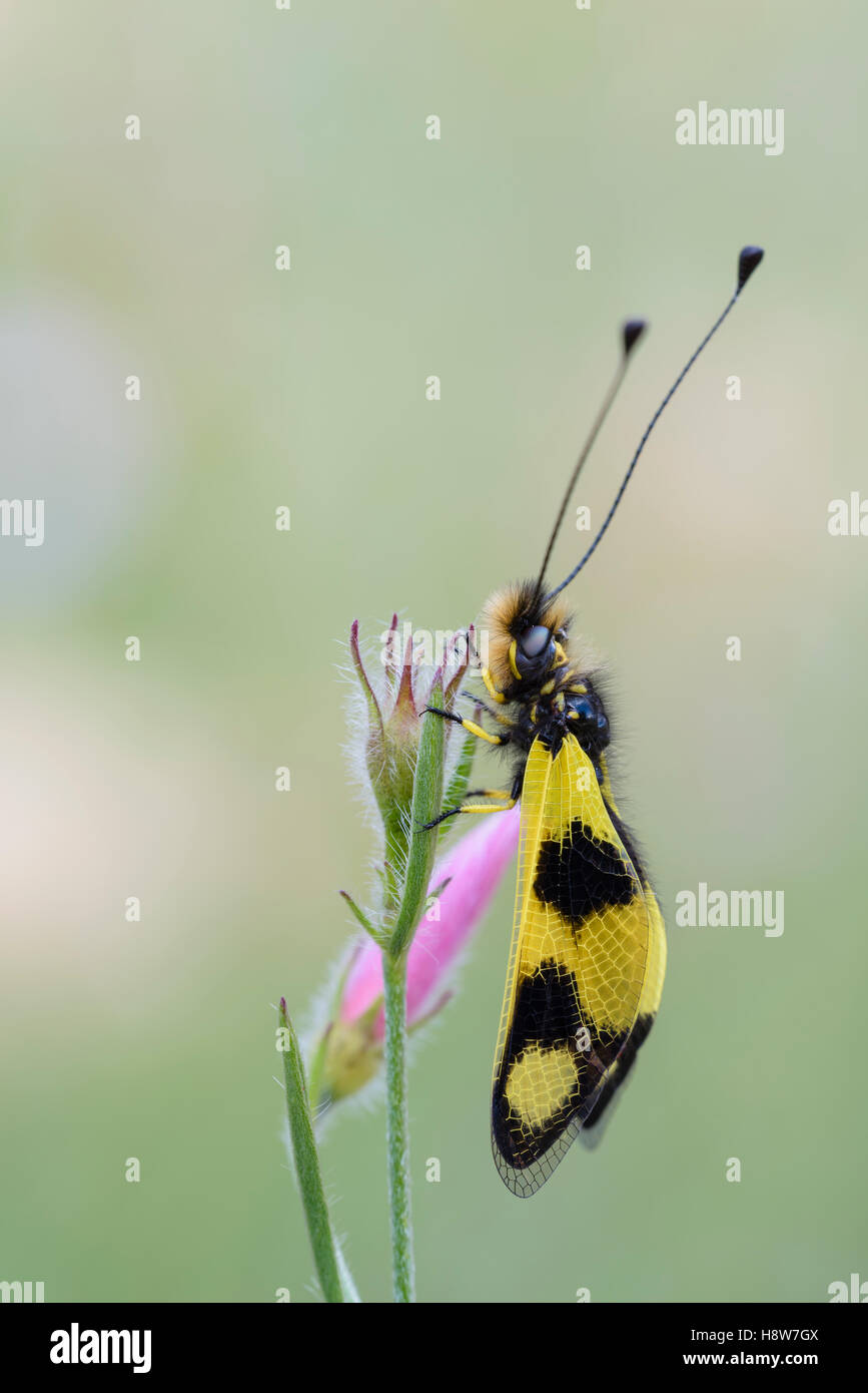 Oestliches Schmetterlingshaft, Libelloides macaronius, Ascalaphid ...