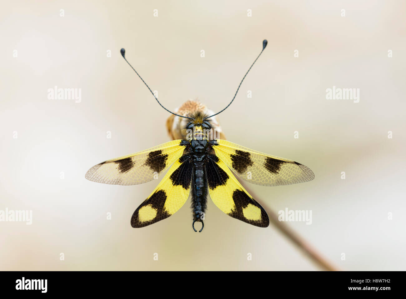Ascalaphid High Resolution Stock Photography and Images - Alamy