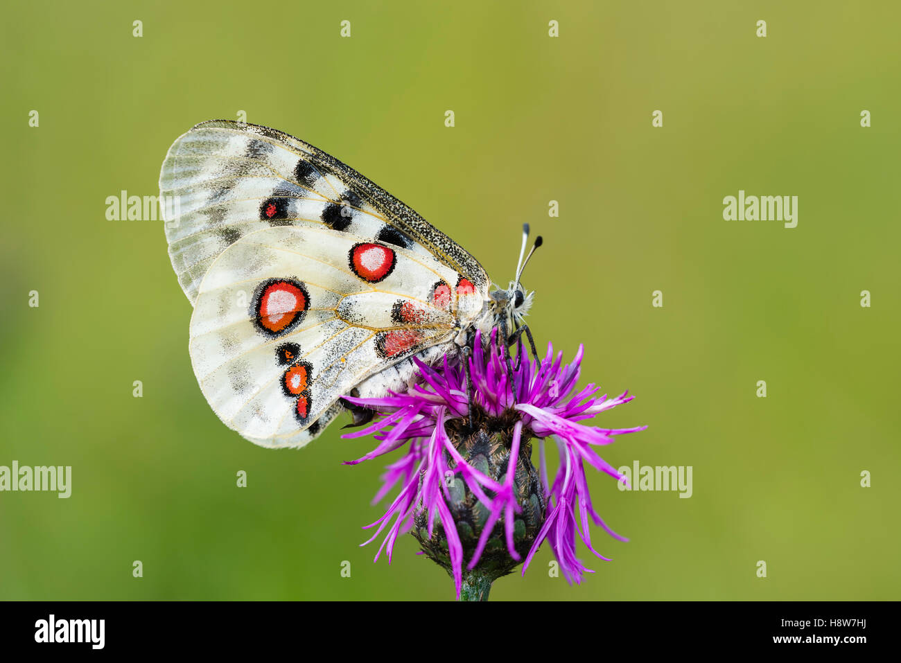 Roter Apollofalter Weibchen, Parnassius apollo lithographicus, Female ...