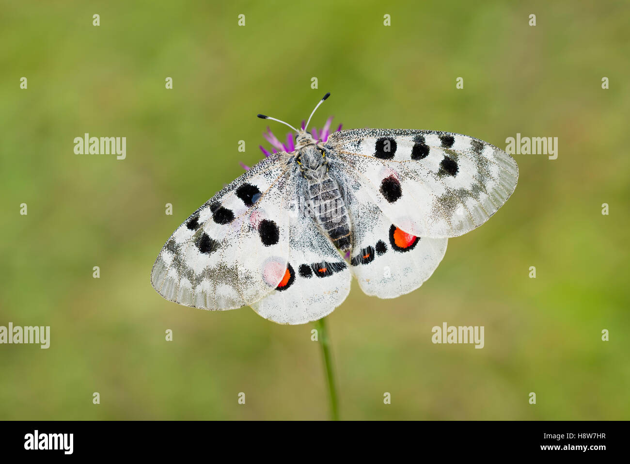 Roter Apollofalter Weibchen, Parnassius apollo lithographicus, Female ...