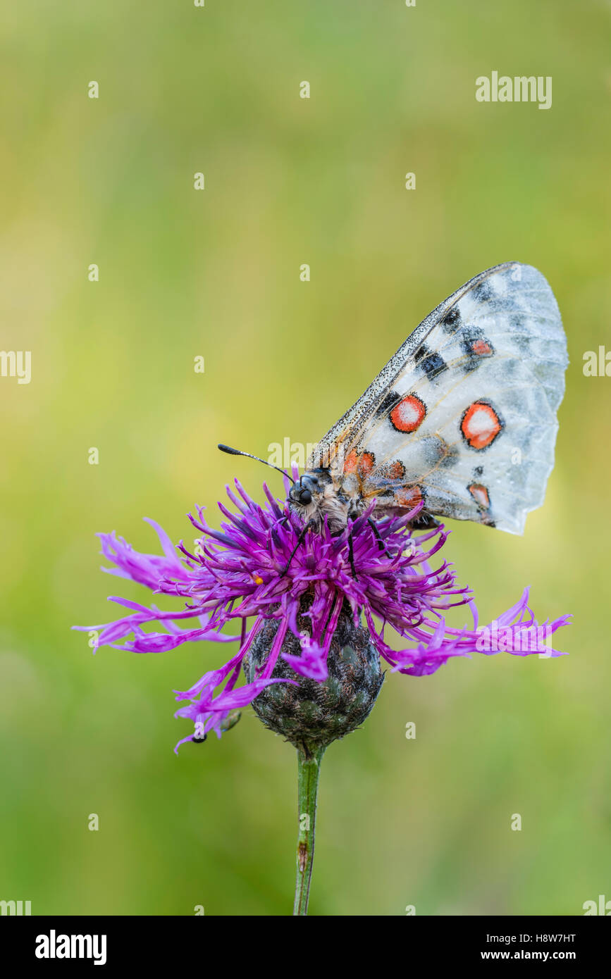 Roter Apollofalter Weibchen, Parnassius apollo lithographicus, Female ...