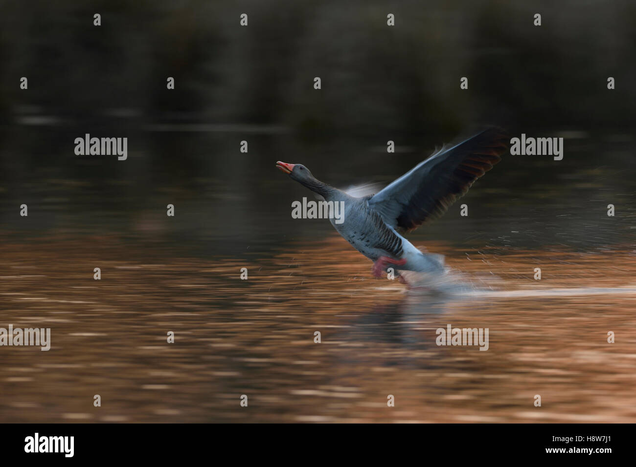 Greylag Goose ( Anser anser ), one adult, running over water, takes off ...
