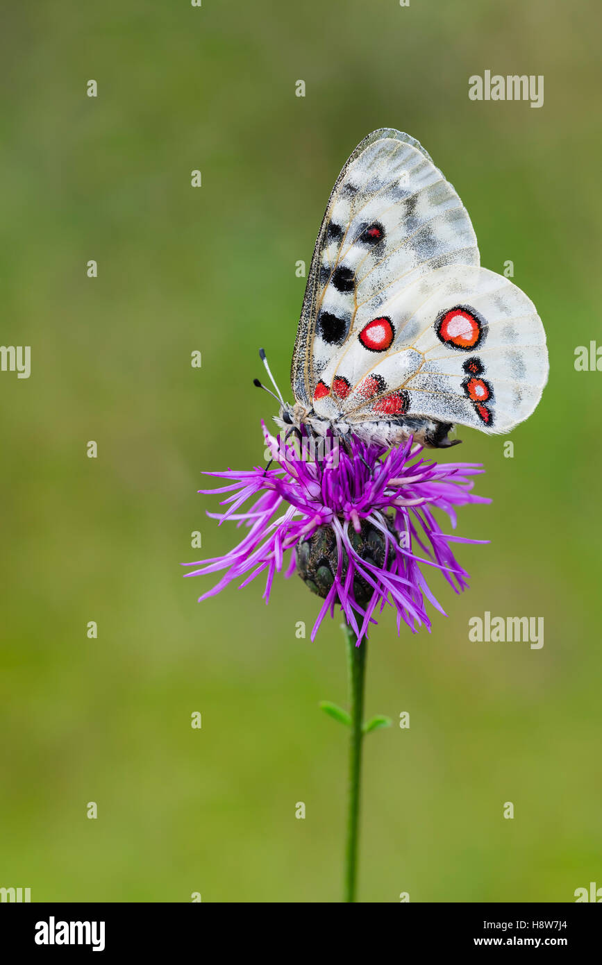 Roter Apollofalter Weibchen, Parnassius apollo lithographicus, Female ...