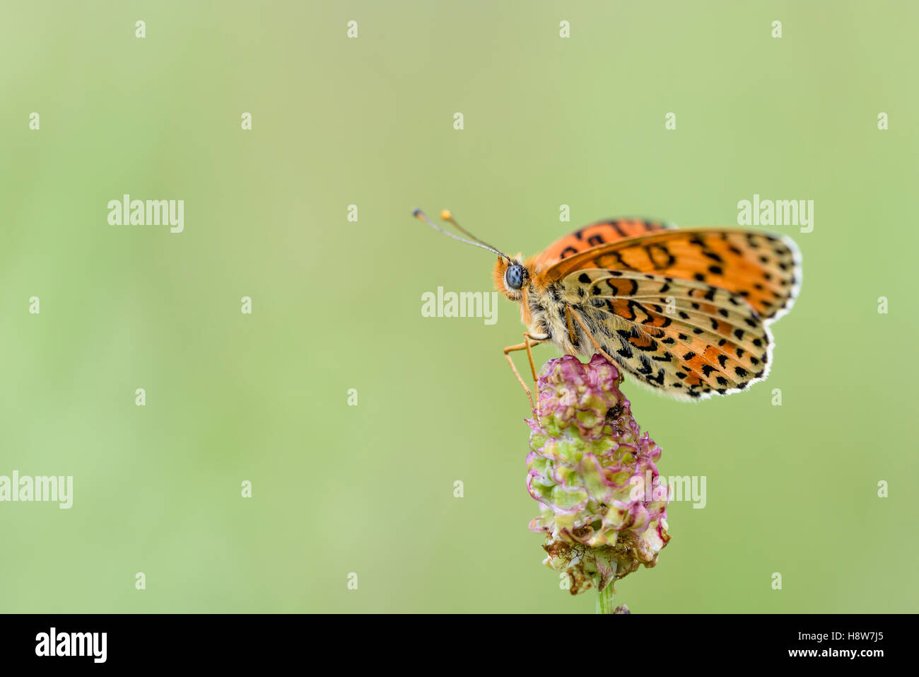 Roter scheckenfalter hi-res stock photography and images - Alamy