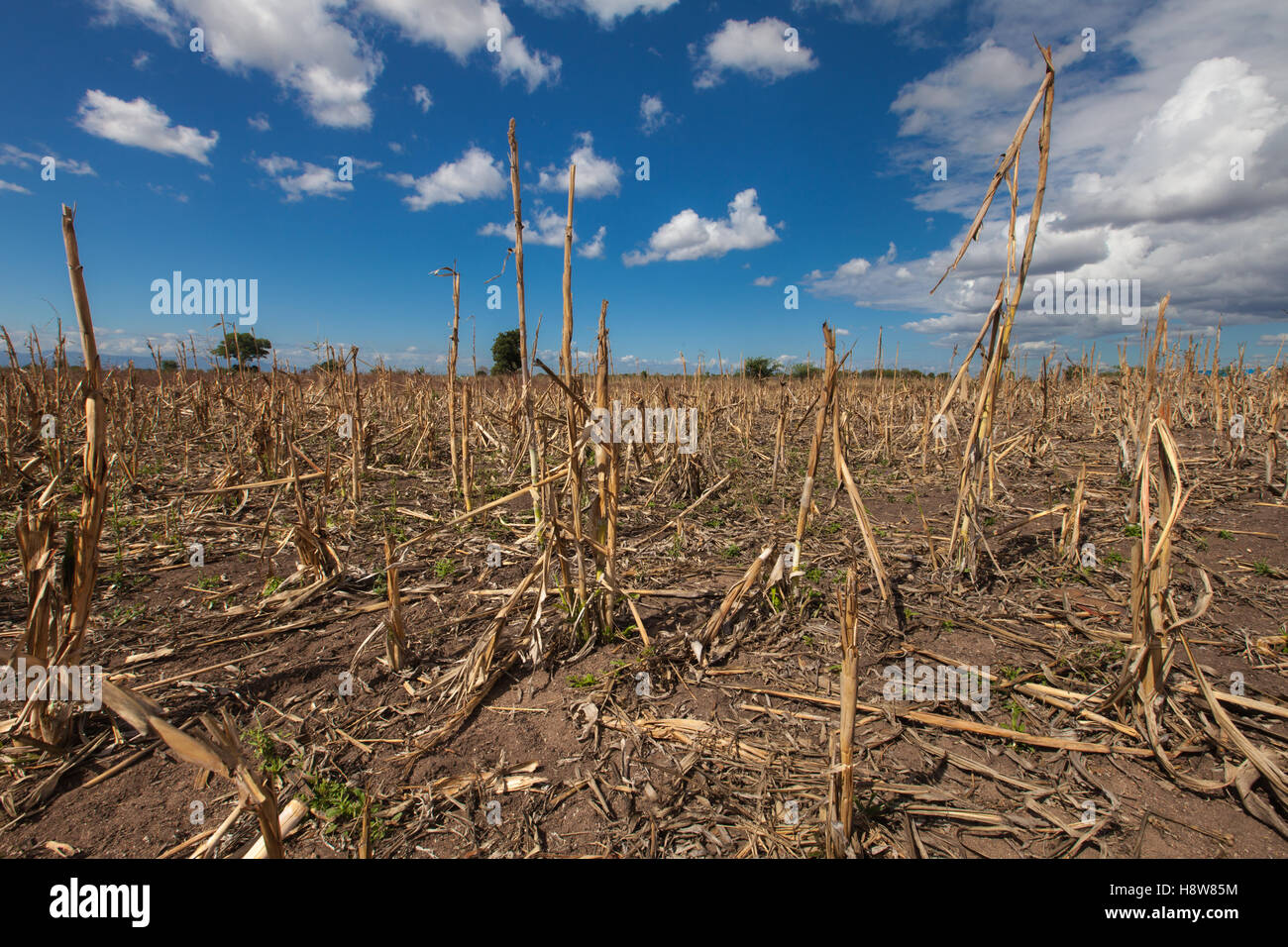 A field of dead maize plants under a blue sky in Chikwawa District ...
