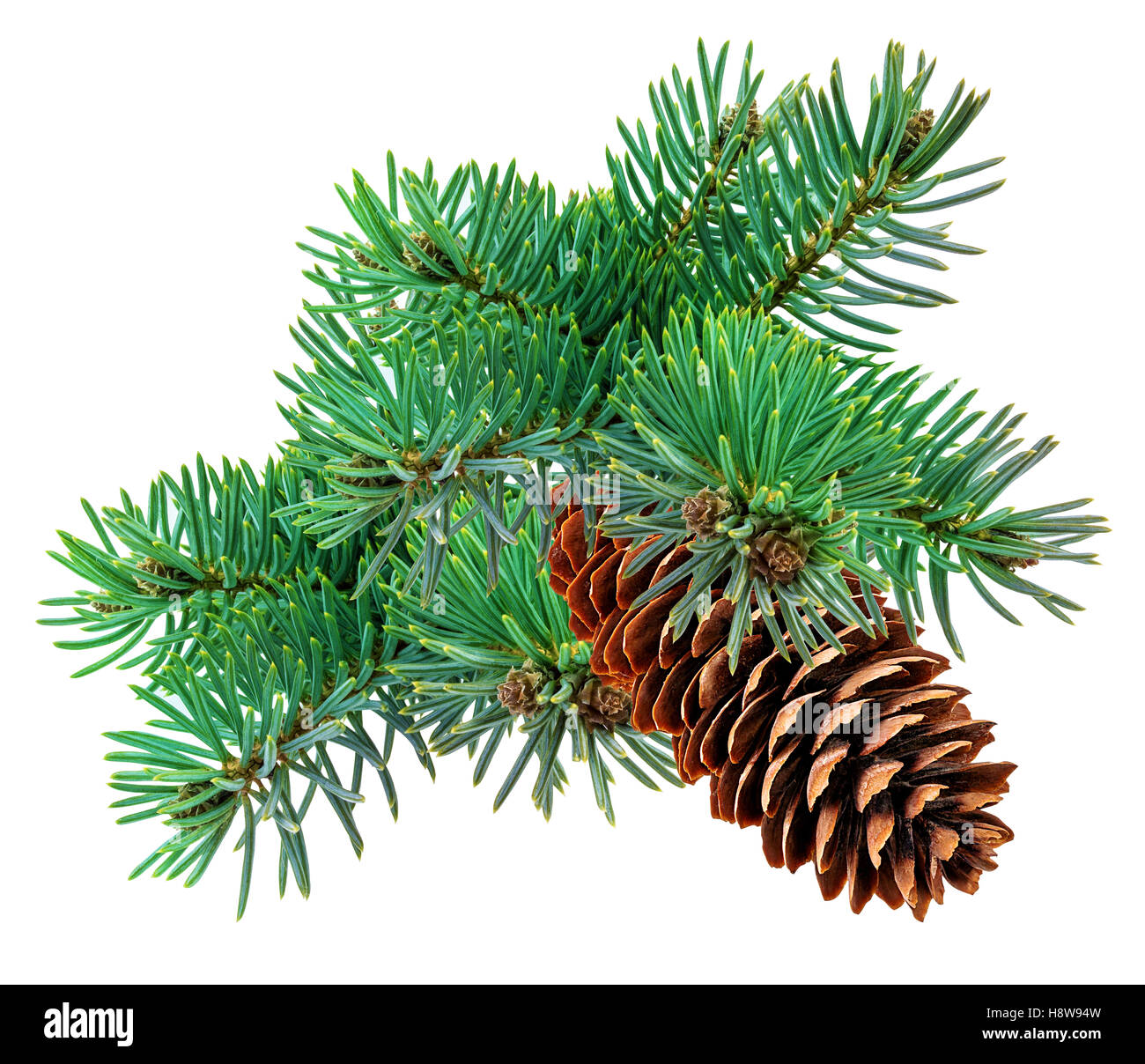 Pine fir christmas tree Cut Out Stock Images & Pictures - Alamy
