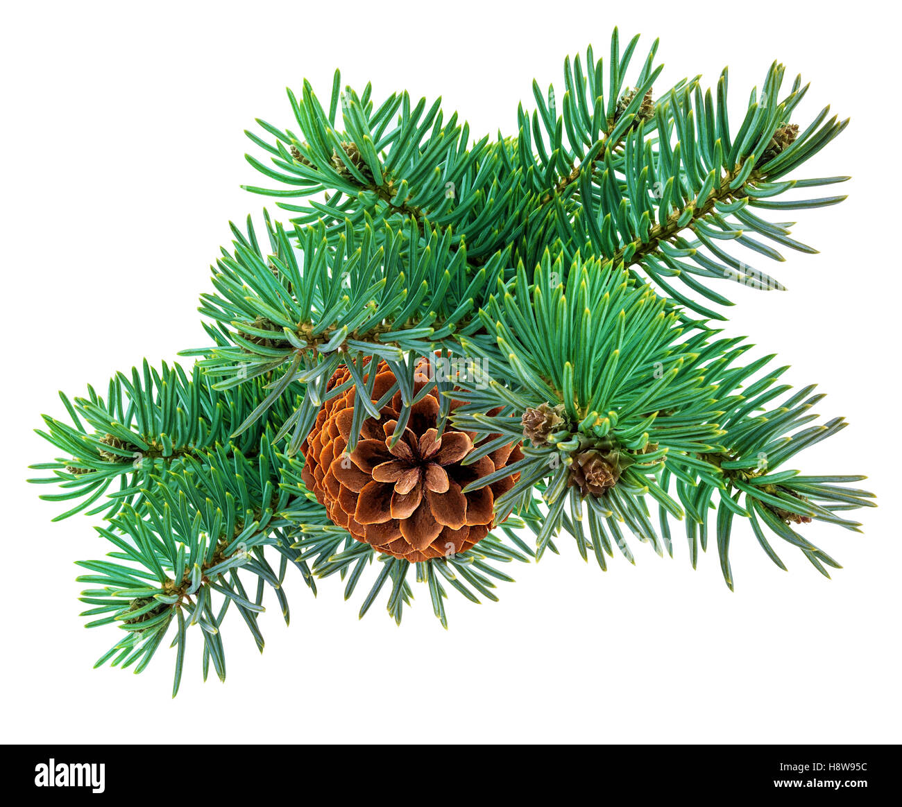Pine fir christmas tree Cut Out Stock Images & Pictures - Alamy