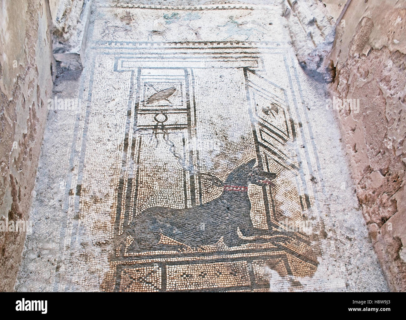 The black mosaic dog guards the ancient Roman house Stock Photo - Alamy