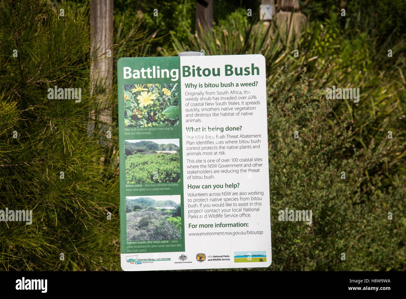 Battling bitou bush a weedy shrub which has invaded 80% of the new ...