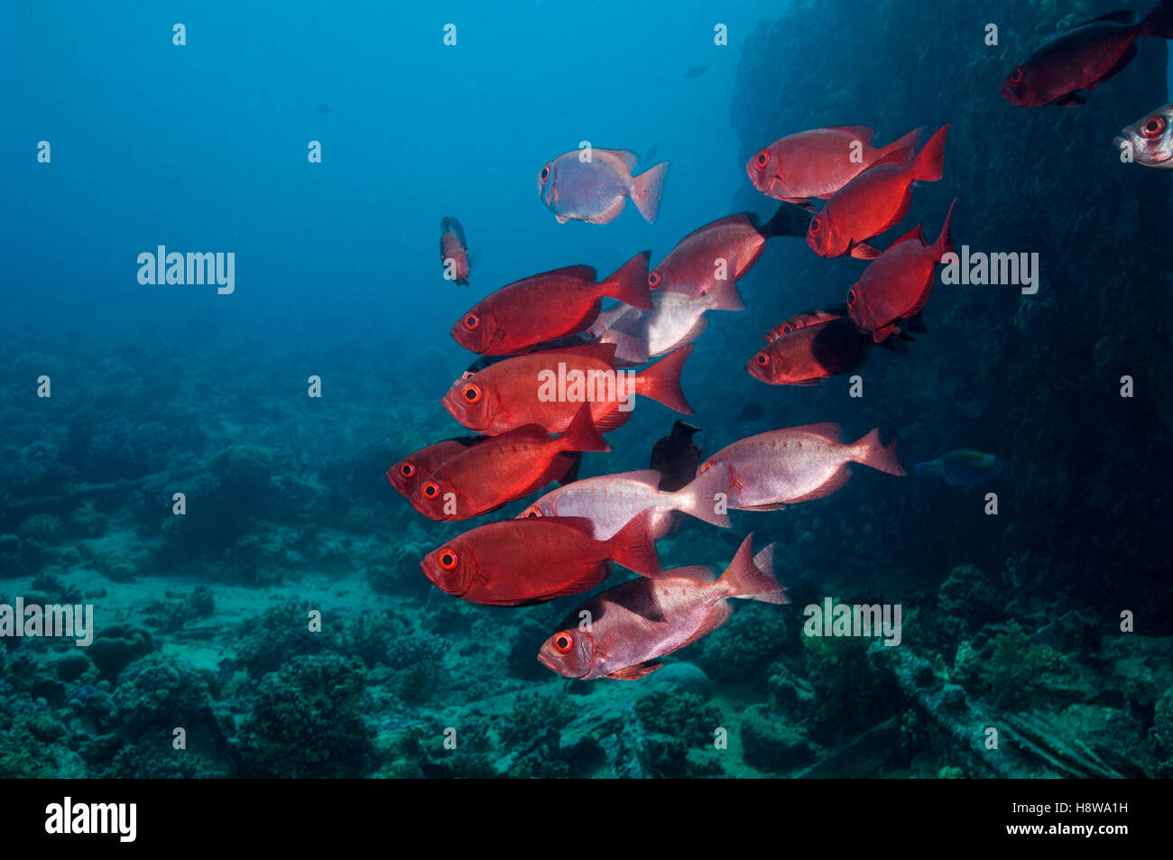Big eye fish priacanthus hamrur egypt hi-res stock photography and ...