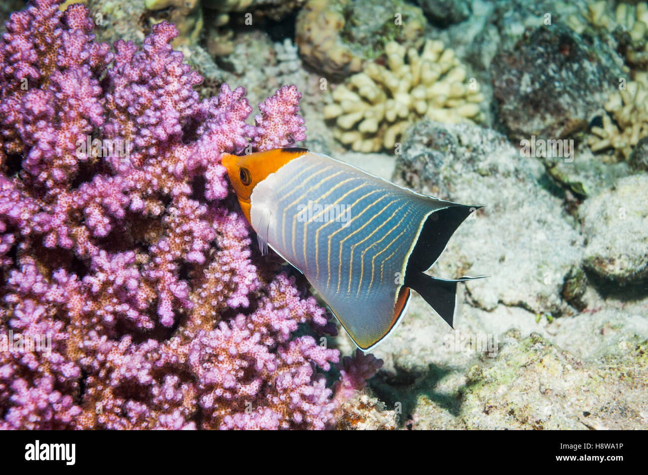 Orange face butterflyfish, Red Sea orange face butterflyfish or Hooded ...
