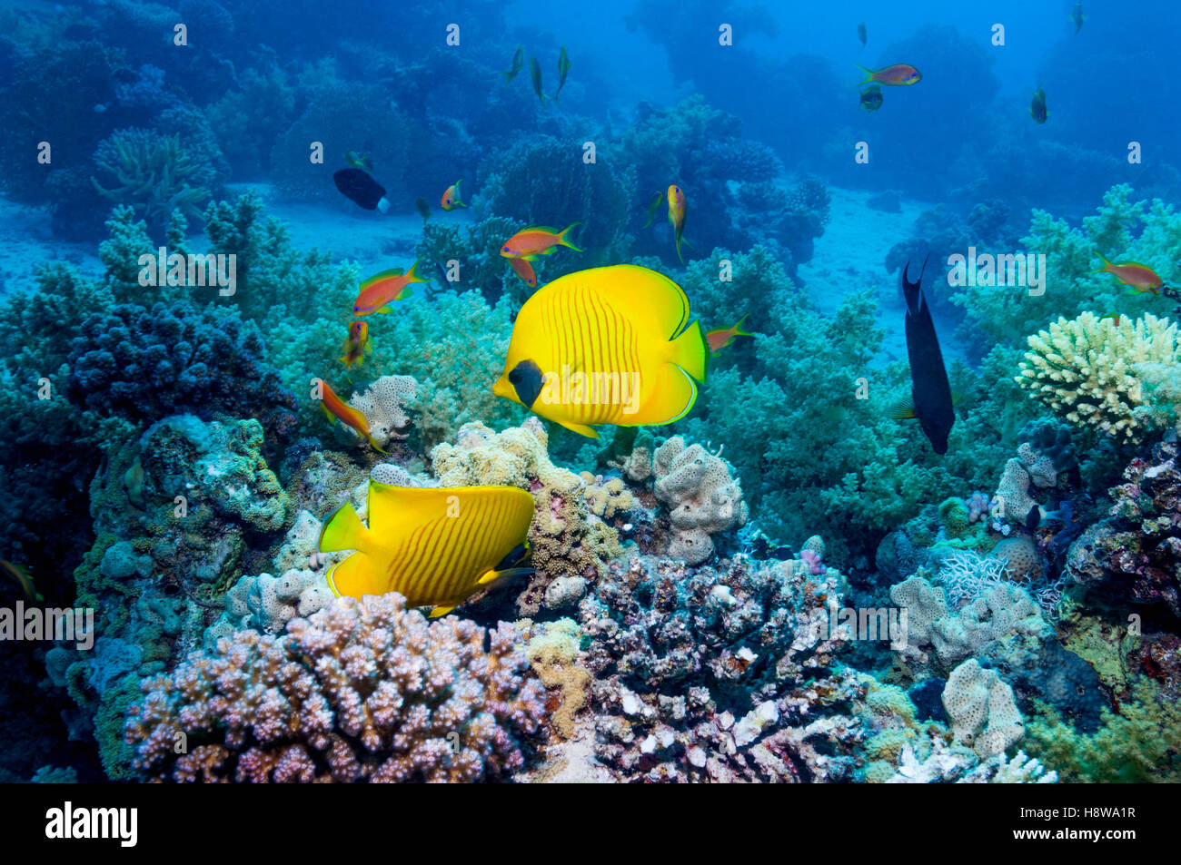 Golden butterflyfish [Chaetodon semilarvatus]. Egypt, Red Sea. Red Sea ...