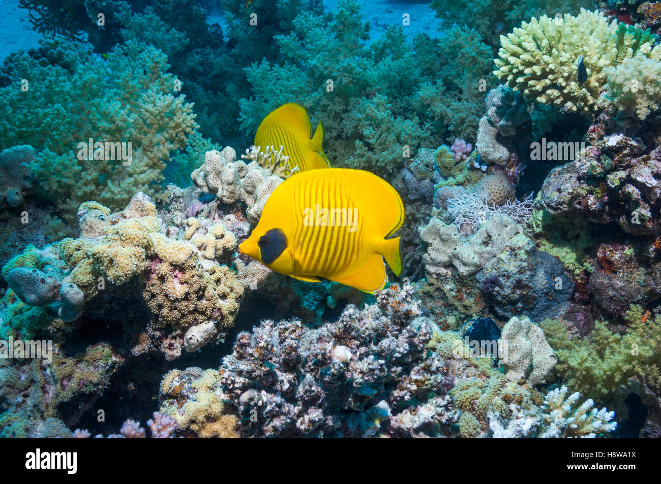 Endemic fish hi-res stock photography and images - Alamy