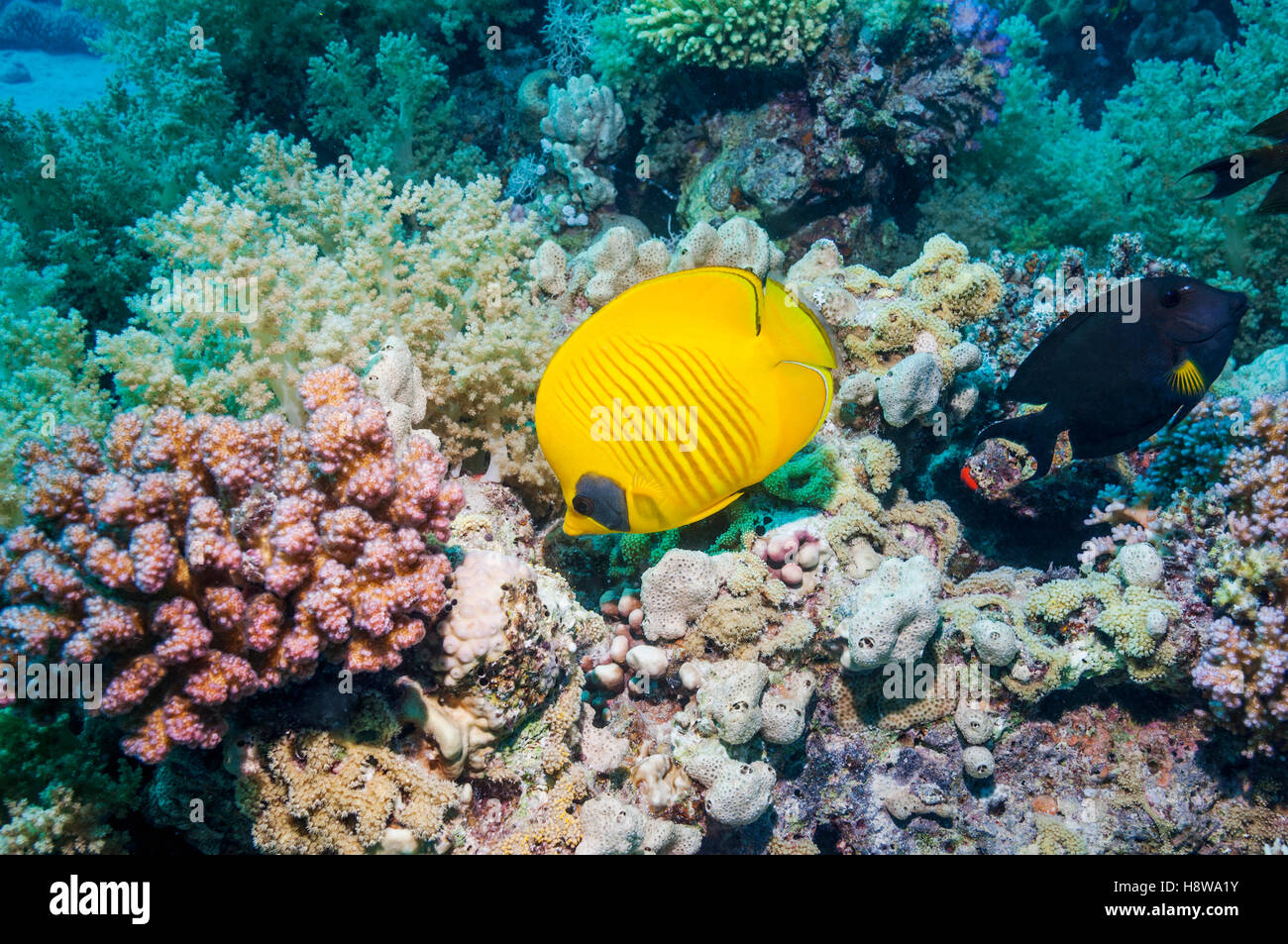 Golden butterflyfish [Chaetodon semilarvatus]. Egypt, Red Sea. Red Sea ...