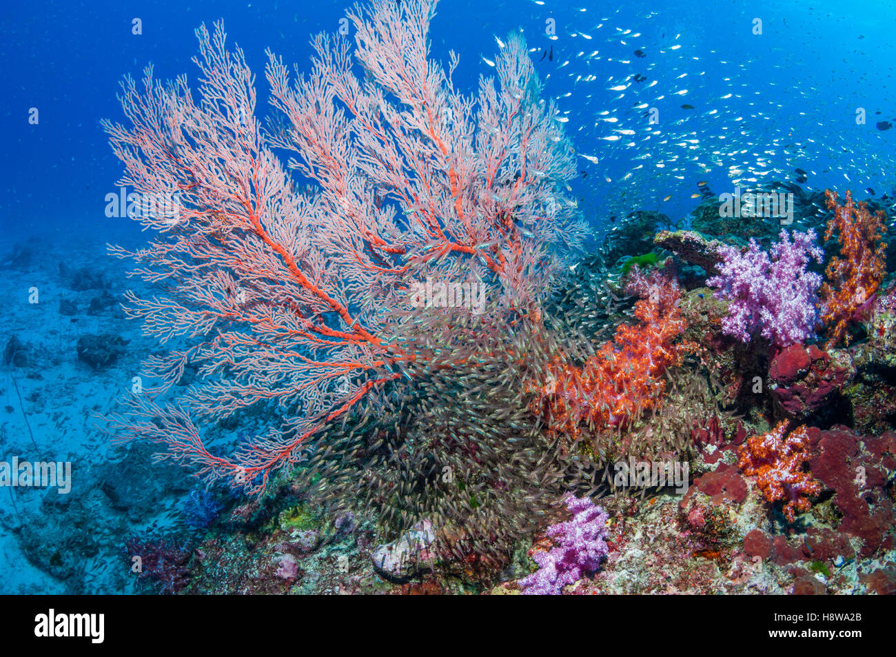 Pygmy sweepers [Parapriacanthus ransonetti] with a Gorgonian sea fan ...
