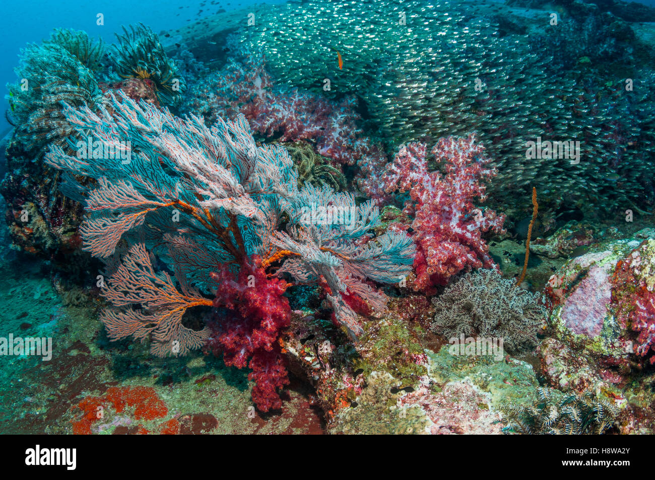 Gorgonian sea fan [Melithaea sp.] and soft corals [Dendronephthya sp ...
