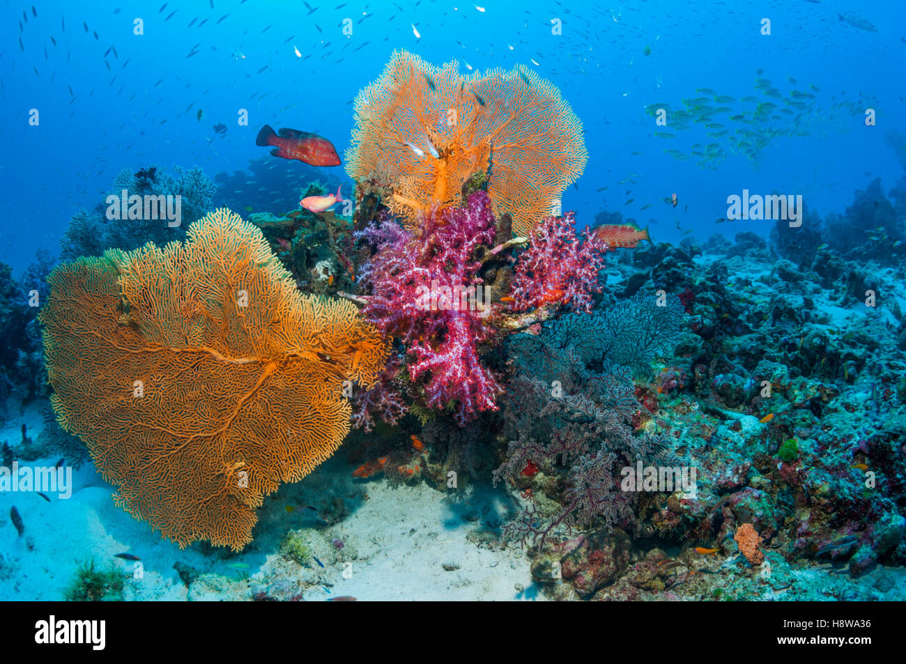 Gorgonian sea fans [Annella mollis] and soft coral [Dendronephthya sp ...