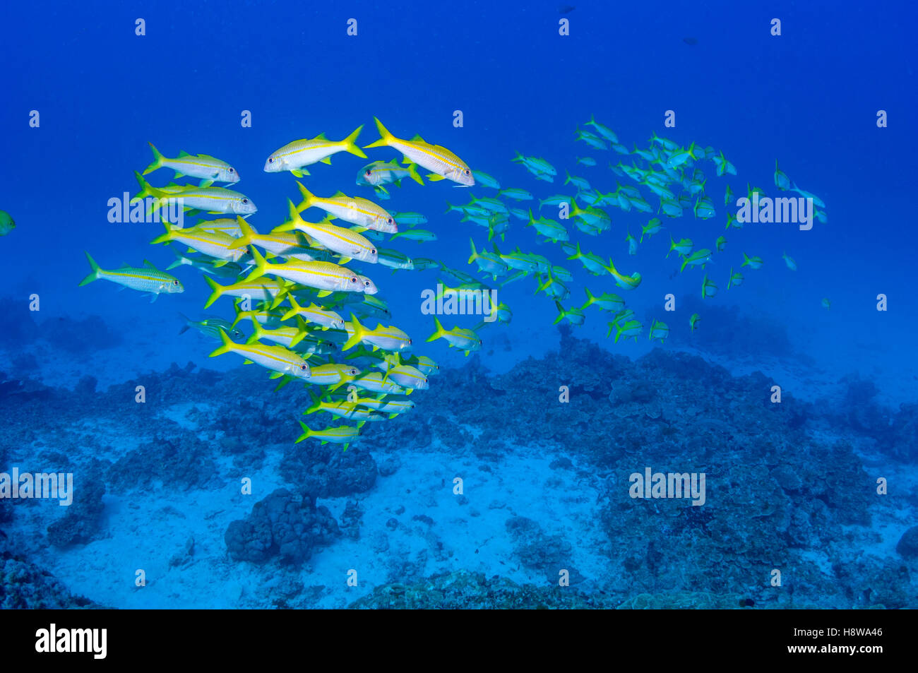 Yellowfin goatfish [Mulloidichthys vanicolensis]. Similan Islands ...
