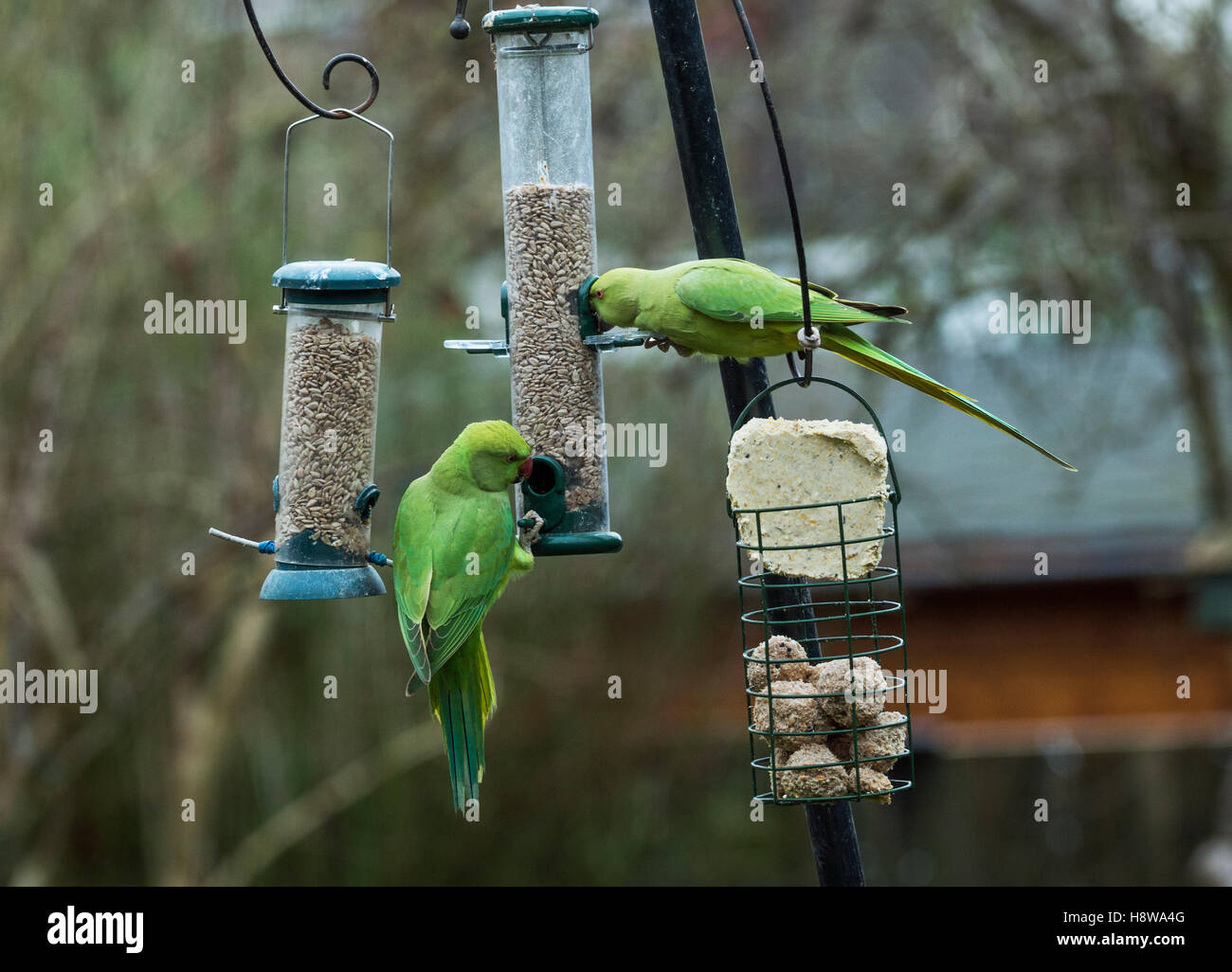 Invasive parakeet hi-res stock photography and images - Alamy