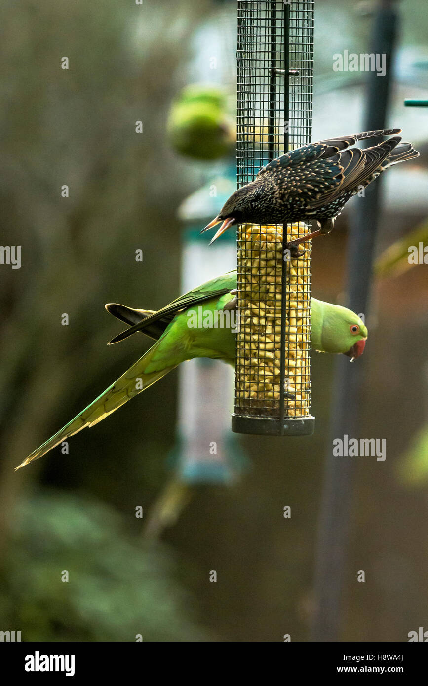 Ring-necked parakeets (Psittacula krameri, centre) and a European ...